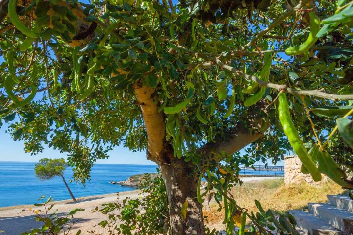 Locust Bean Gum 100% Natural • CAROB S.A.