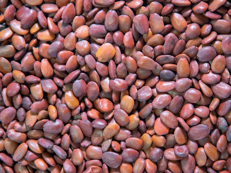 Product • CAROB S.A.