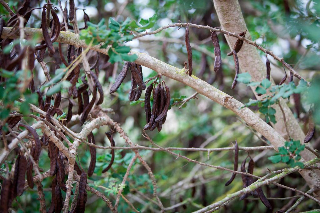 Product • CAROB S.A.