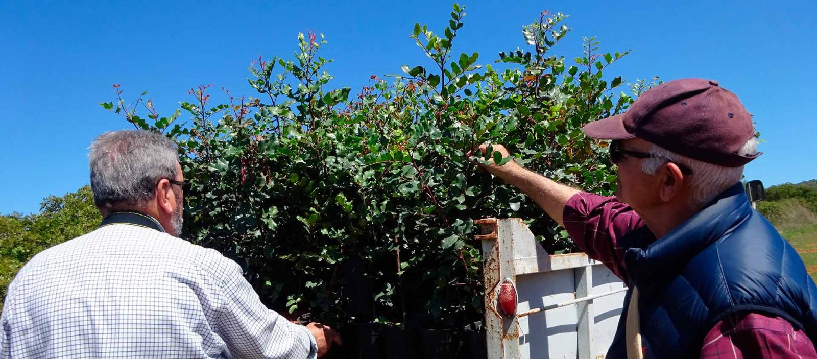 Locust Bean Gum 100% Natural • CAROB S.A.