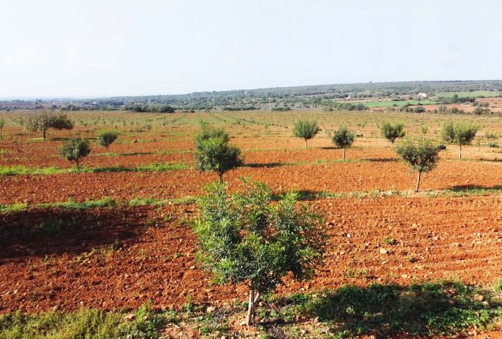 Locust Bean Gum 100% Natural • CAROB S.A.